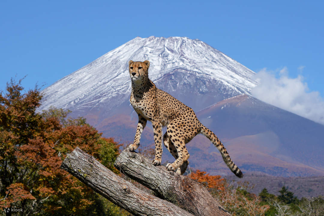 [Mount Fuji Day Trip] Fuji Safari Park & Lake Yamanaka Mount Fuji ...